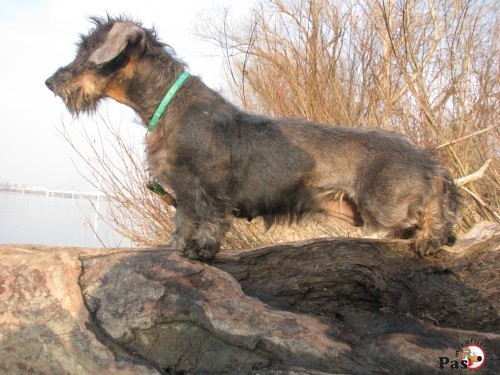 Jazavičar oštrodlaki - Dachshund