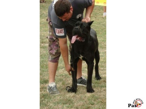 Cane Corso