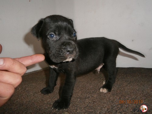 Cane Corso