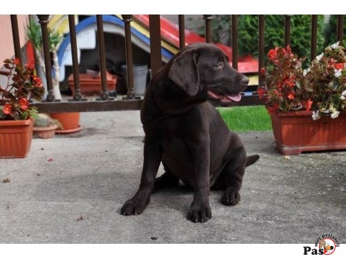 Labrador retriver