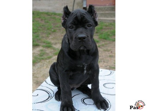 Cane Corso