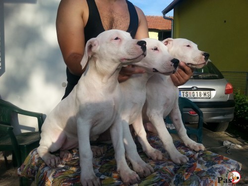 Dogo argentino