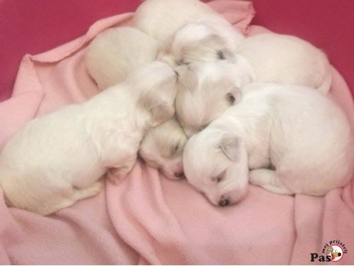 Coton de tulear - Tulearski pas