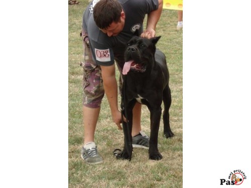 CANE CORSO