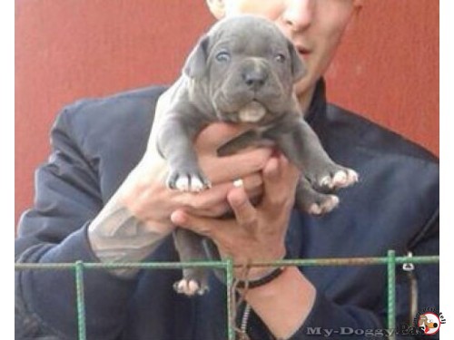 Cane Corso