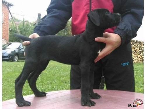 Cane Corso