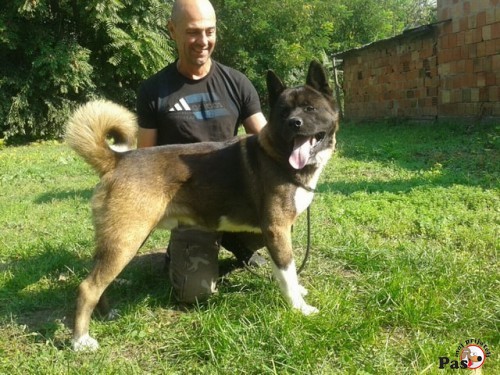 Američka akita