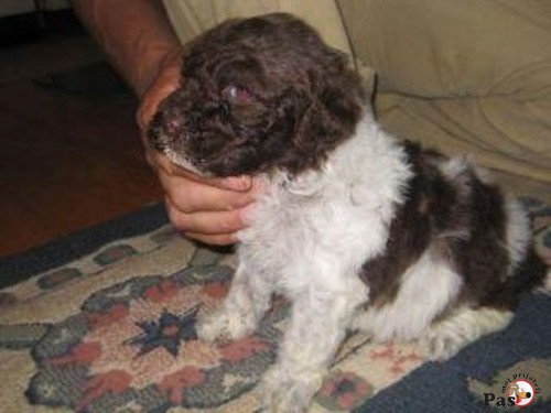 LAGOTTO ROMAGNOLO