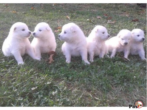 Samojed