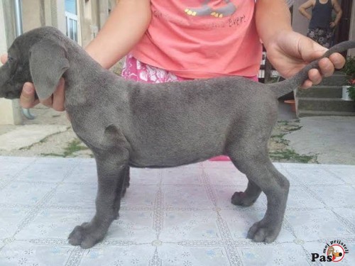 Cane Corso