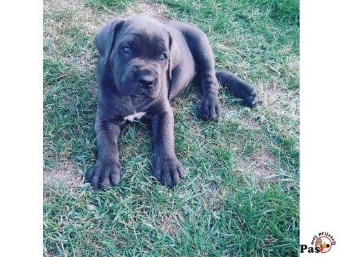 Cane Corso