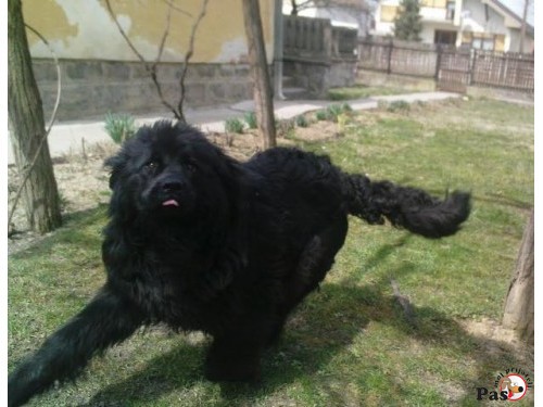 Njufaundlender