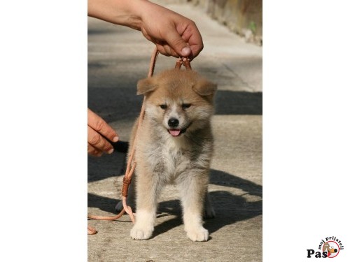 Akita Inu