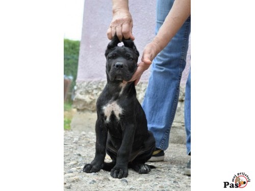 Cane Corso