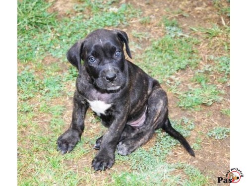 Cane Corso