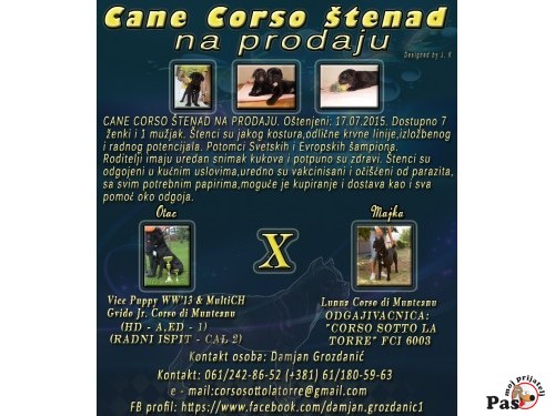 Cane Corso