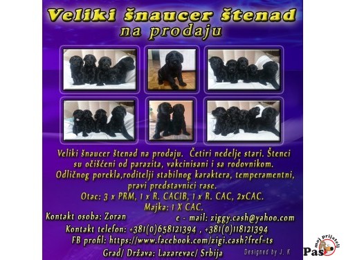 Veliki šnaucer