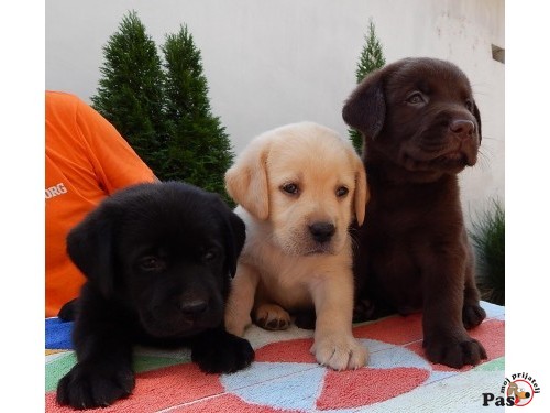 Labrador retriver