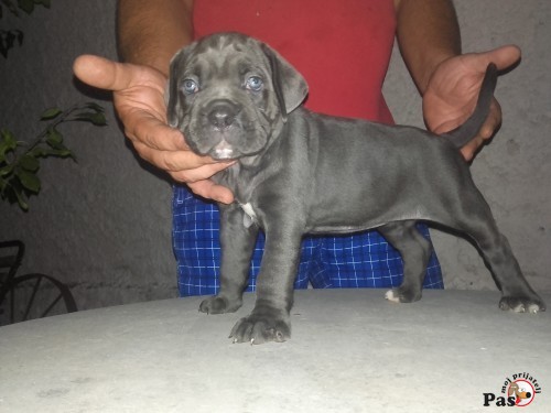 Cane Corso