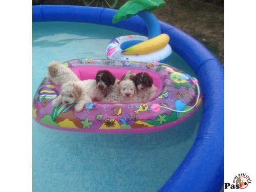 Lagotto romagnolo