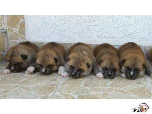 Akita Inu