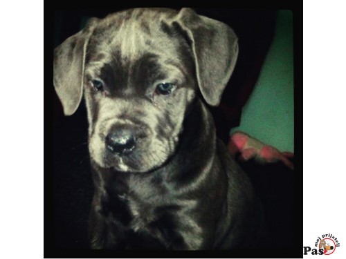 Cane Corso