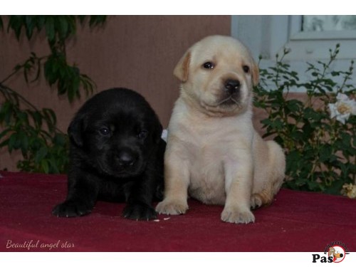 LABRADOR RETRIVER