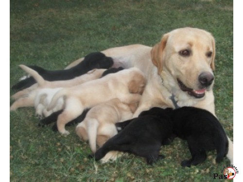 Labrador retriver