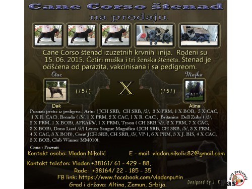 Cane Corso