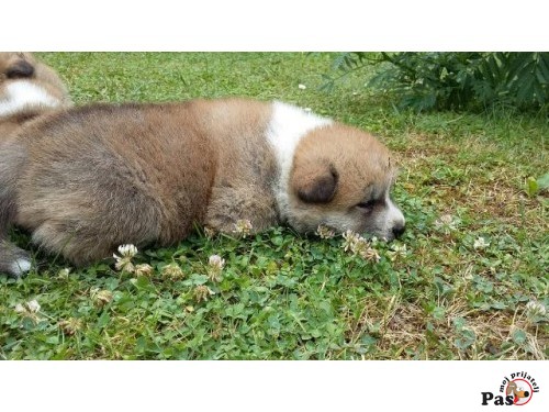Akita Inu