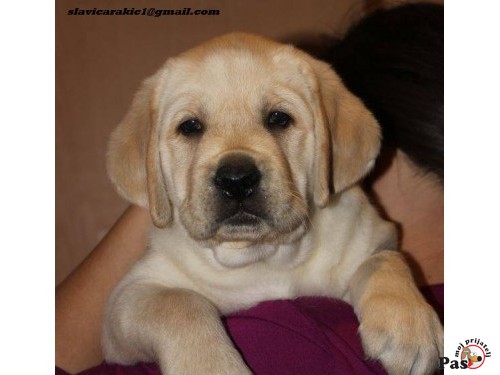 LABRADOR RETRIVER