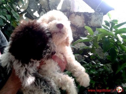 Lagotto romagnolo