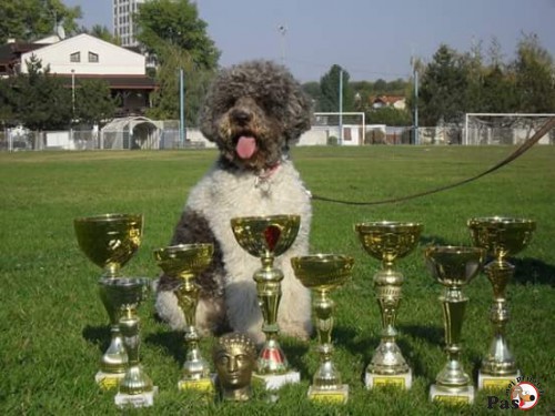 Lagotto romagnolo