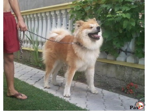 Akita Inu