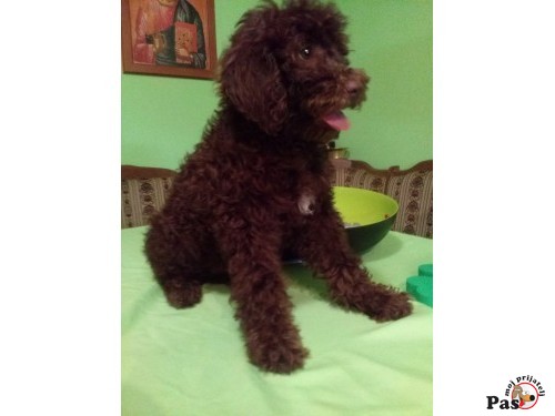 Lagotto romagnolo