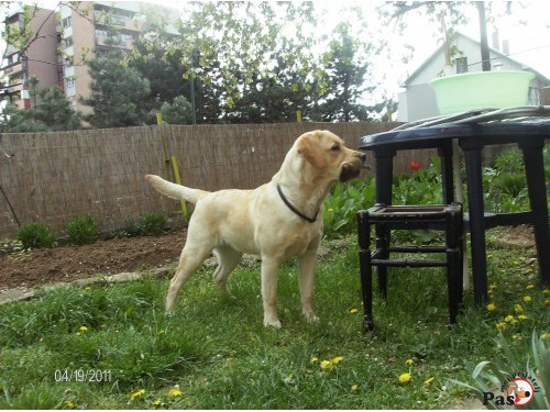 Labrador retriver