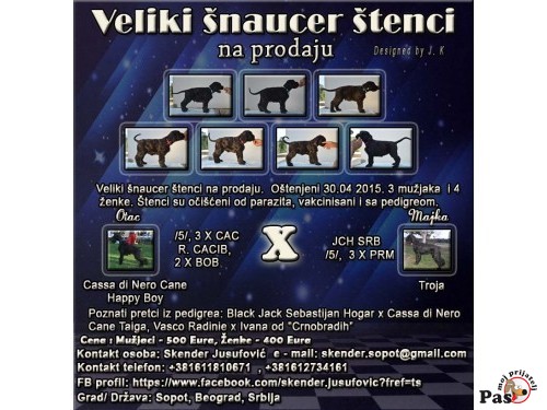 Veliki šnaucer