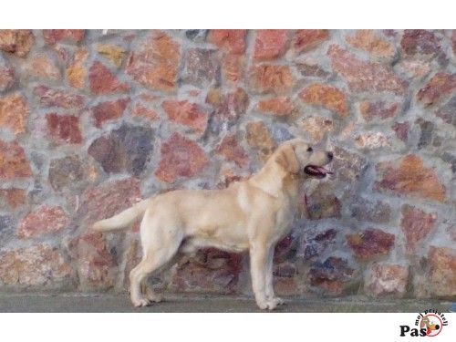 LABRADOR RETRIVER