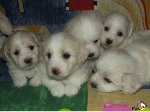 Coton de tulear - Tulearski pas