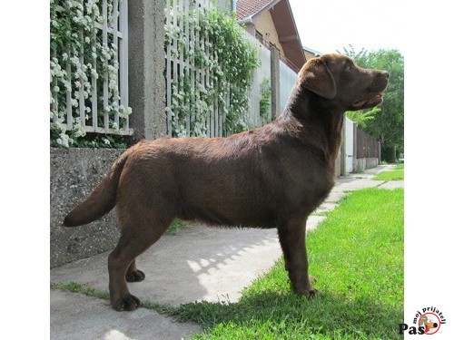 Labrador retriver