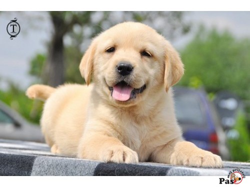 Labrador retriver