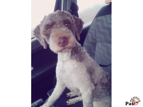 Lagotto romagnolo