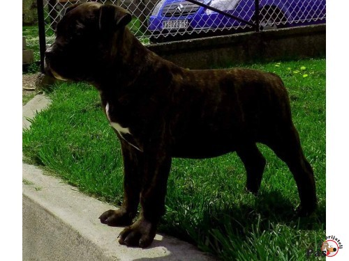 Cane Corso