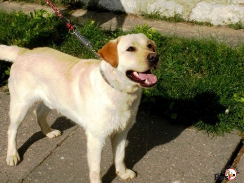 LABRADOR RETRIVER