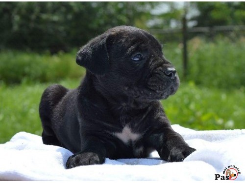 Cane Corso