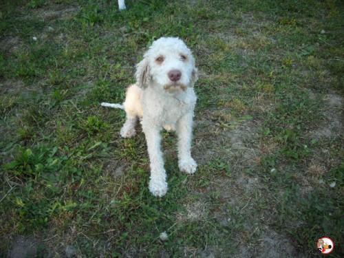 Lagotto romagnolo