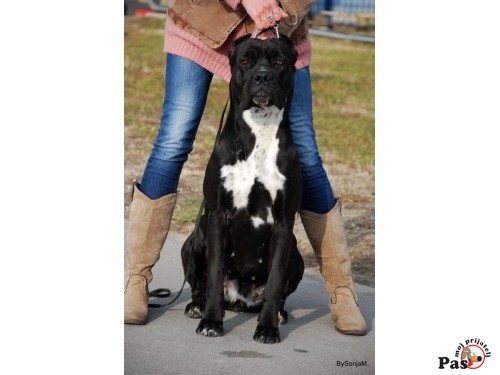 Cane Corso