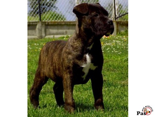 Cane Corso