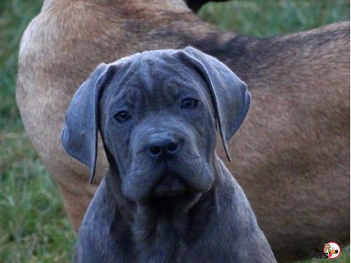 Cane Corso