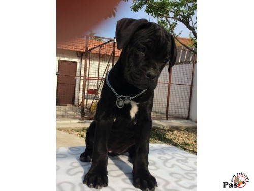 Cane Corso